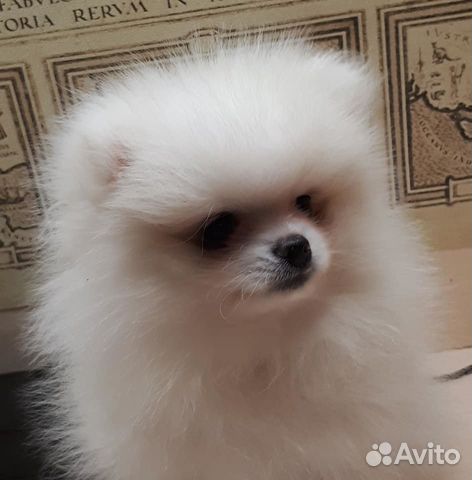 Снежное чудо