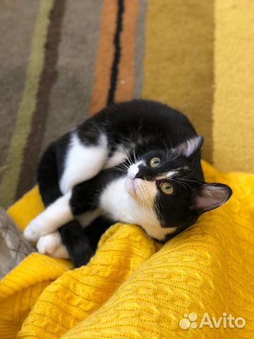 Котенок Зевс в добрые руки