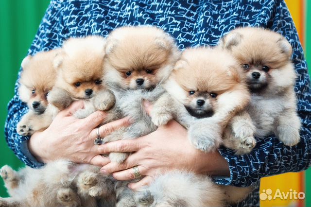 Шпицемалыши от питомника "Ал-виши"