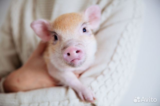 Мини пиг в аренду