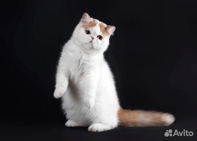 Классный плюх