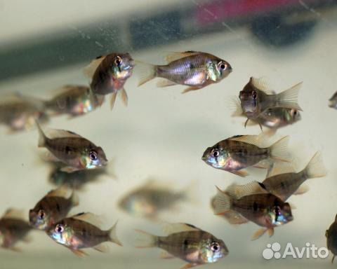 Апистограмма рамирези 2 -3 см