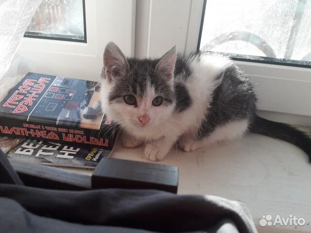 Кошка малышка 2 мес котенок