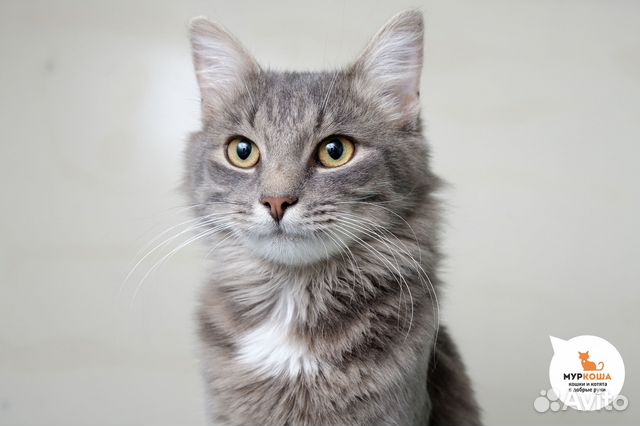 Котятка по имени Дюшес