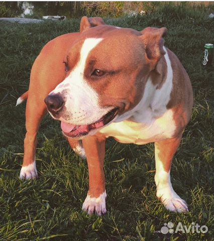 Мальчик породы Ам.стафф ищет девочку для вязки