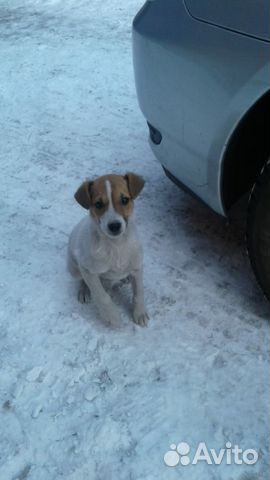 Маленький Борзик ищет дом
