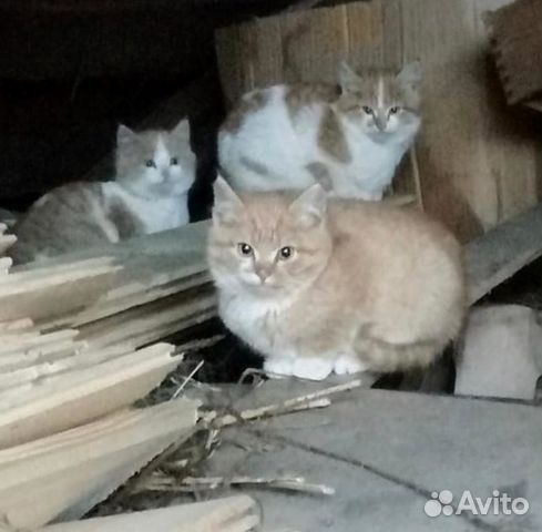 Красивые плюшевые котята рыжики 3 месяца в добрые