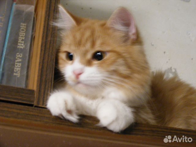 Меховой домовенок, (метис перса)