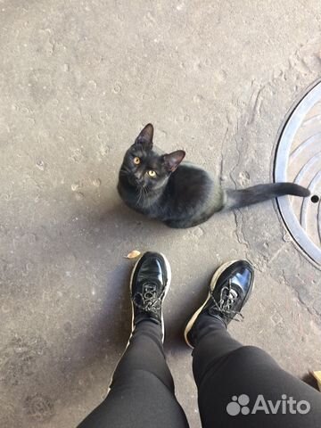 Отдам кошку в хорошие руки
