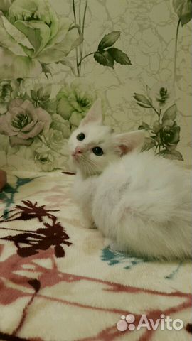 Турецкая ангора