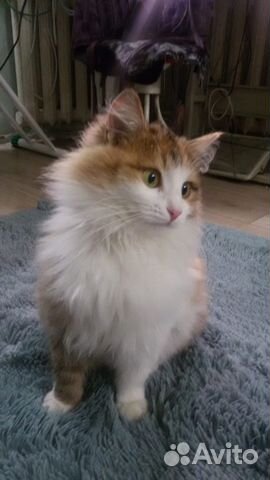 Пушистая красотка