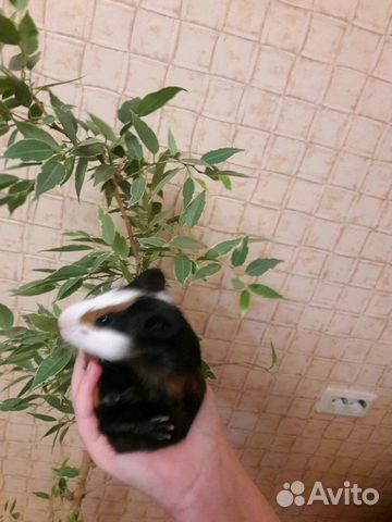 Морские свинки очень милые малыши