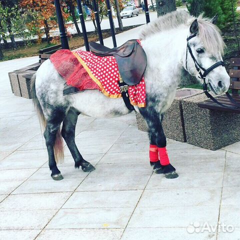 Кобыла и пони