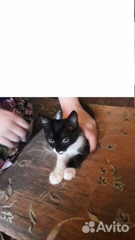 Славные котяята