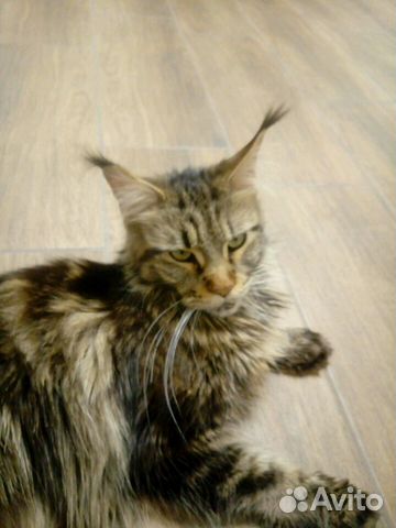 Котята и кошка Мейн Кун