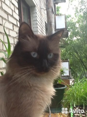 Вязка с котом