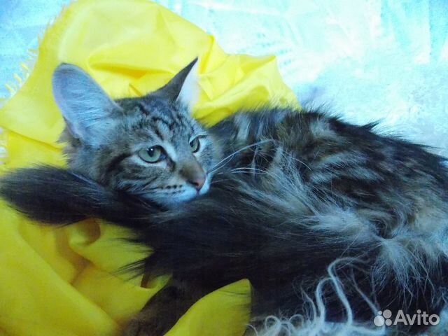 Молодая кошка по кличке Миледи, в дар