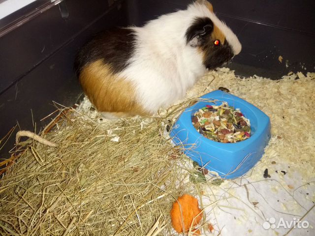 Морская свинка