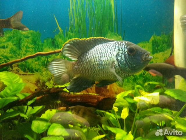 Рыбы нанакара