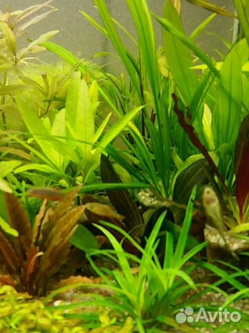 Аквариумные растения, мхи и камни для аквариума