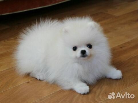 Щенки померанского шпица мини