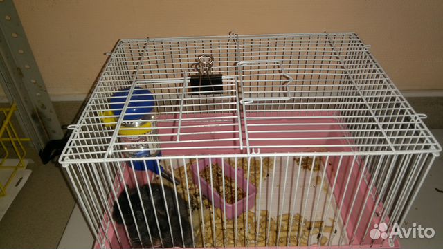 Продам сирийских хомяков с клеткой