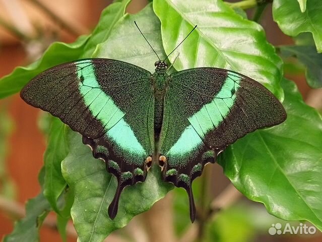 Продам куколок бабочки - Papilio palinurus