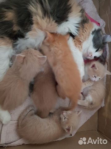 Рыжие котята