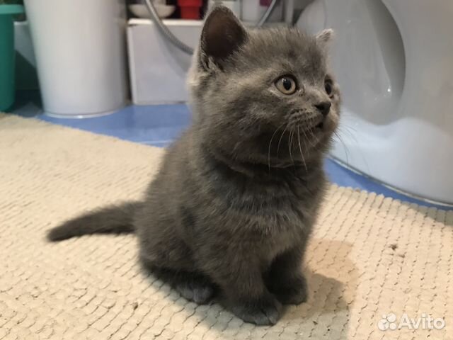 Котята Скоттиш - Страйт