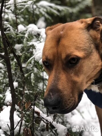 Геркулесик ищет дом