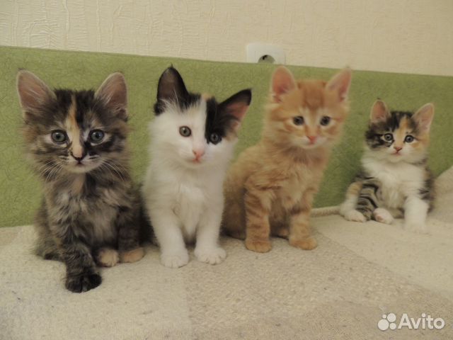Котята курильского бобтейла