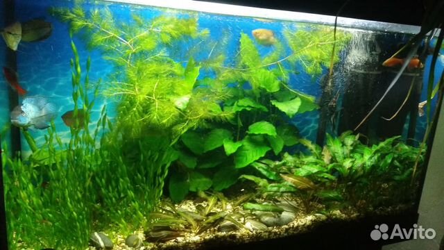 Продам растения