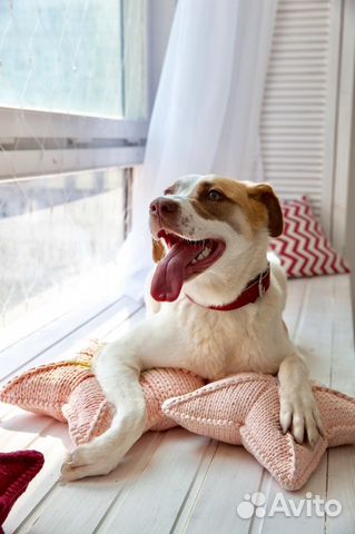 Чудесная девочка метис в дар