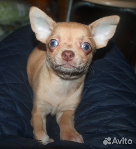 Чихуахуа кукольный Блондин ищет новую маму