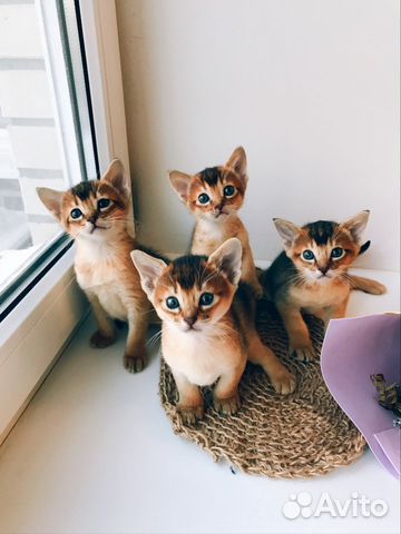 Котята, мама чаузи, папа абисинец