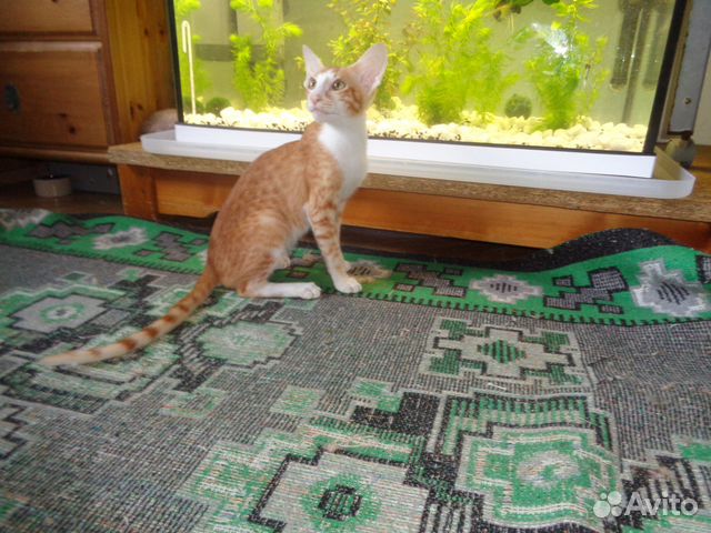 Котёнок кот ориентальный