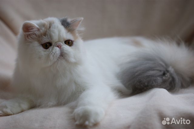 Персидская кошечка Анжелика