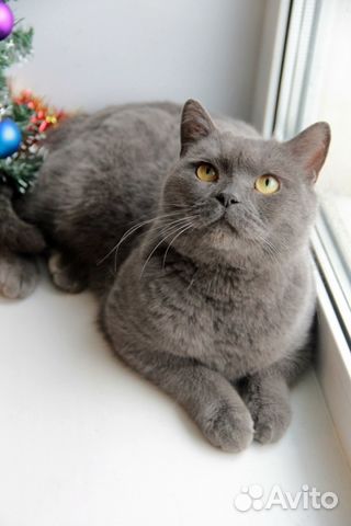 Британский кот в дар