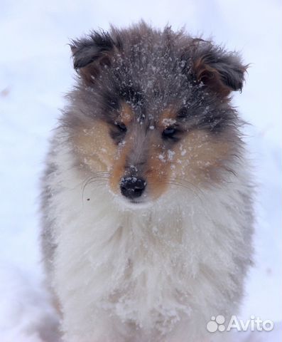 Замечательный щенок колли