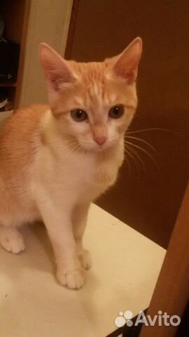 Кэтти ищет уютный дом