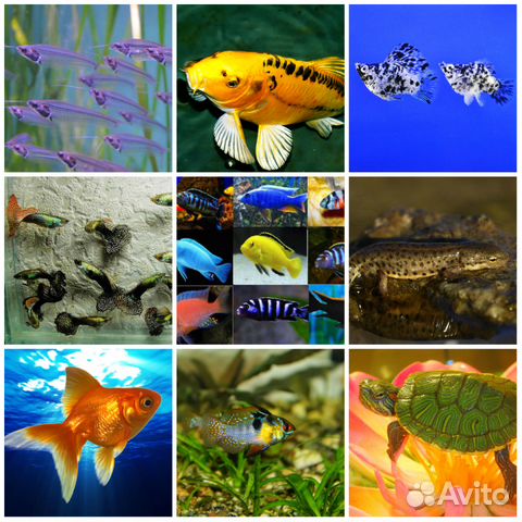 Рыбы в аквариум разные в ас-те