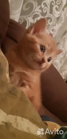 Рыжие котята