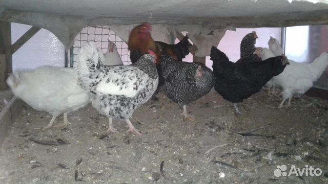 Курицы(5шт.) и петух
