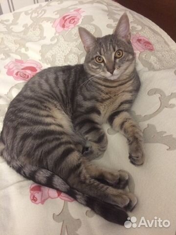 Отдадим в хорошие руки кота (Метис)