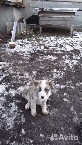 Кавказский волкодав. Щенок лучших кровей Кавказа