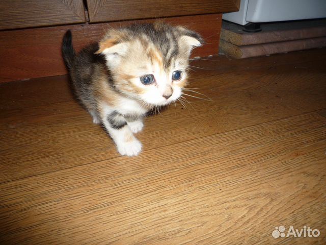 Коты
