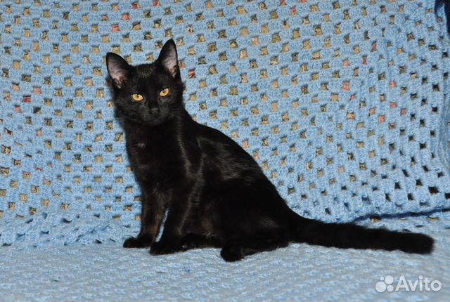 Домашняя "пантера"