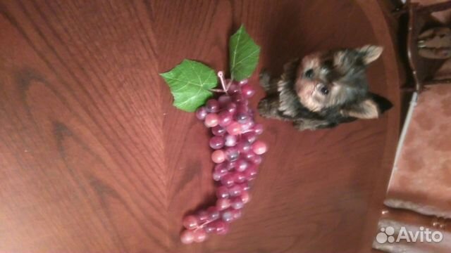 Йорки Кукольные