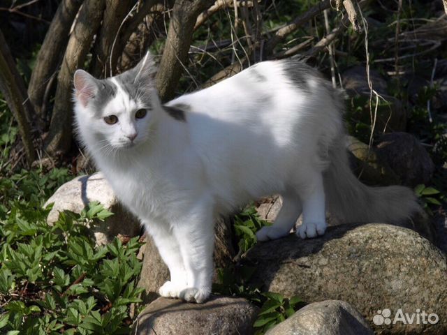 Отдаём кота породы Турецкий ван (11 месяцев)