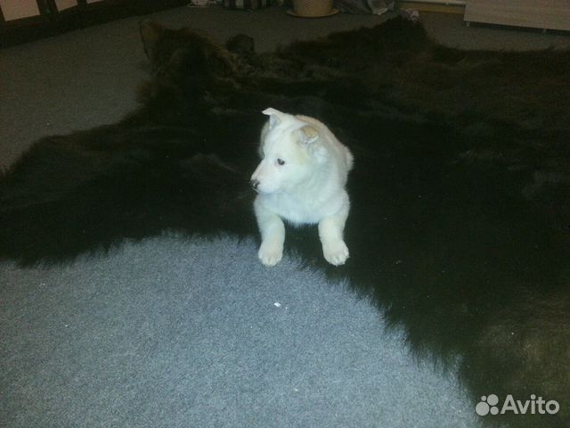 Щенок лайки